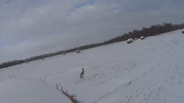 ОХОТА НА ЗАЙЦА И ЛИСУ. МОМЕНТЫ НА ОХОТЕ