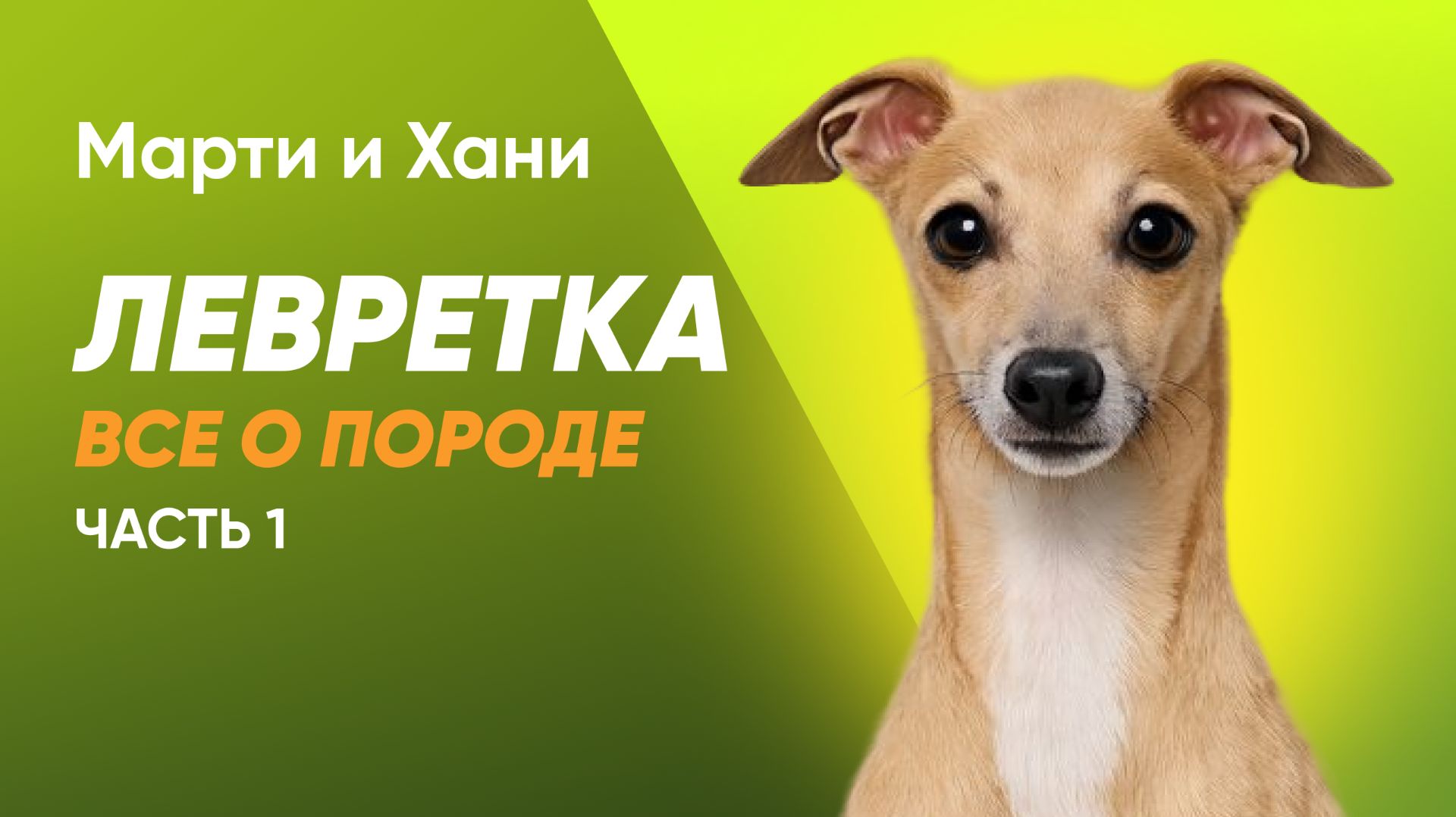 ЛЕВРЕТКА / ЧАСТЬ 1 / ВСЕ О ПОРОДЕ / ТРУДНОСТИ СОДЕРЖАНИЯ / ЭТО ДЕКОРАТИВНАЯ СОБАКА ДЛЯ СУМКИ?