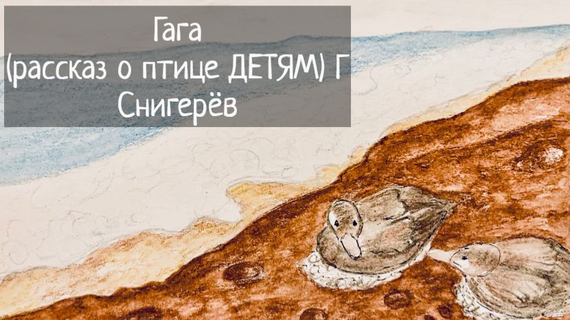 Гага (рассказ о птице) / Г Снигерёв / ДЕТЯМ
