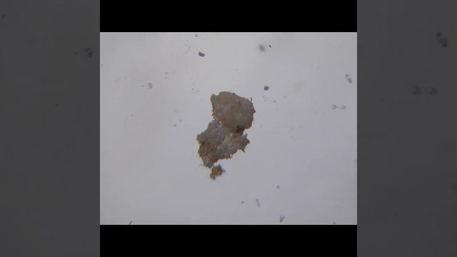 Белочка представляет пробу воздуха 21 12 24