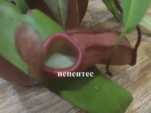 Непентесы относятся к растениям-хищникам.