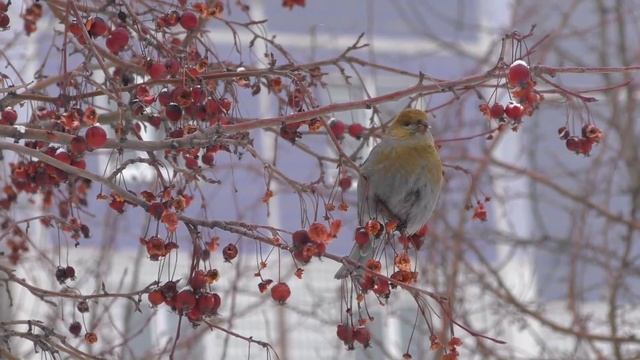 Птички свиристели клюют дикие яблочки