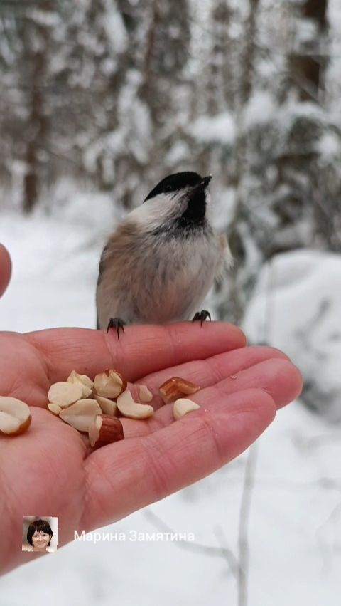 Птички в лесу.