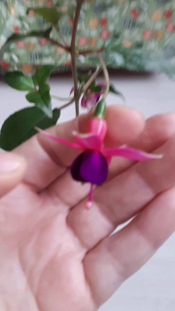 16. Фуксия сорт President George Bartlett (Президент Джодж Бартлетт)