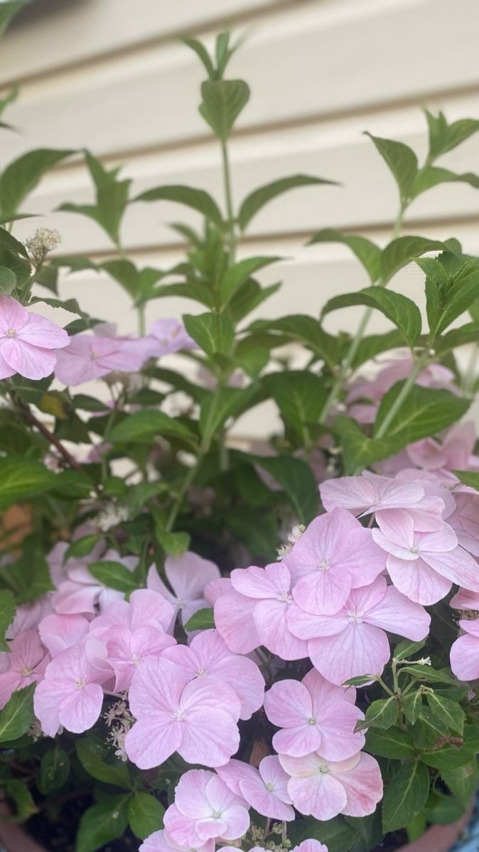 19.«Френч Болеро Блю» (French Bolero Blue)-гибридная «ампельная» гортензия