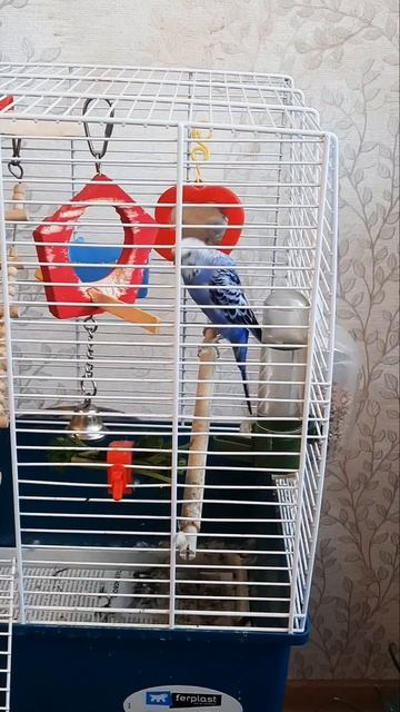 Смешные видео с попугаем часть2