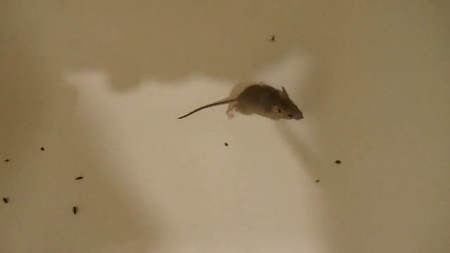 Марш бросок на 2 минуты.Мышка.