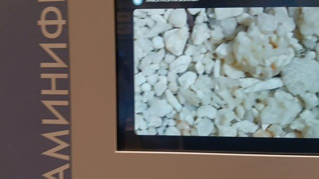 музей мирового океана обитатели Балтики