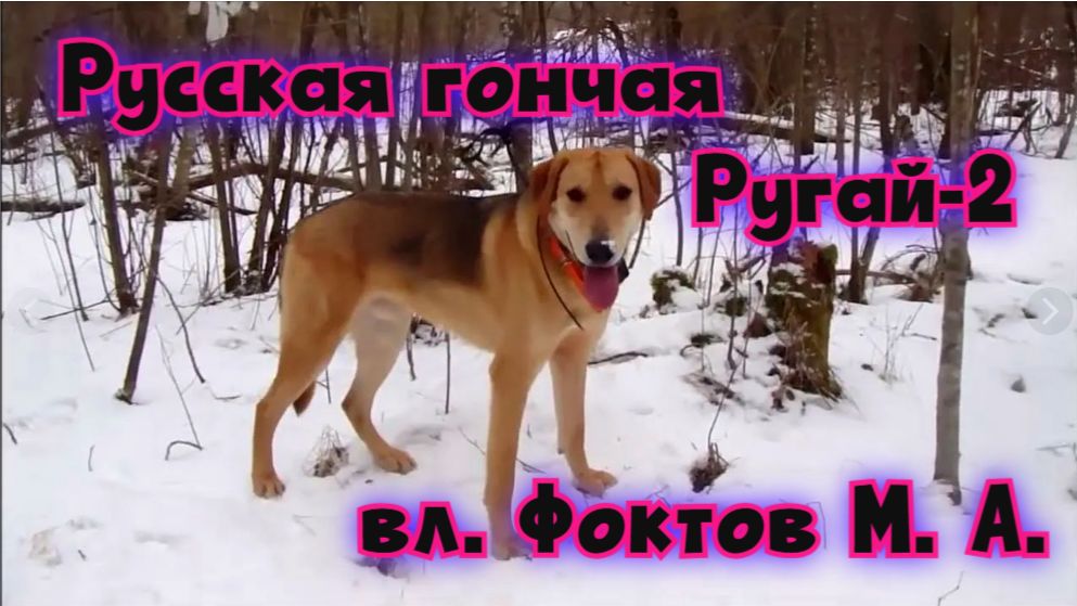 Русская гончая Ругай-II  дата рожд. 20.03.2016г. вл.  Фоктов М. А.#охотасгончей#собак#топ #hunting