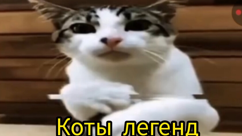 Эдит про котов легенд