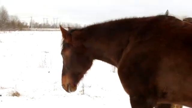 Еquus. horse ontology. presence ontologiya loshadi. prisutstvie. Онтология Лошади. Присутствие.