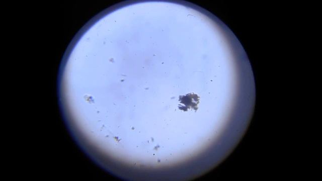 Жгутиковое