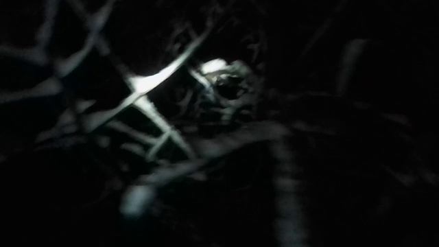 Найди кота)))