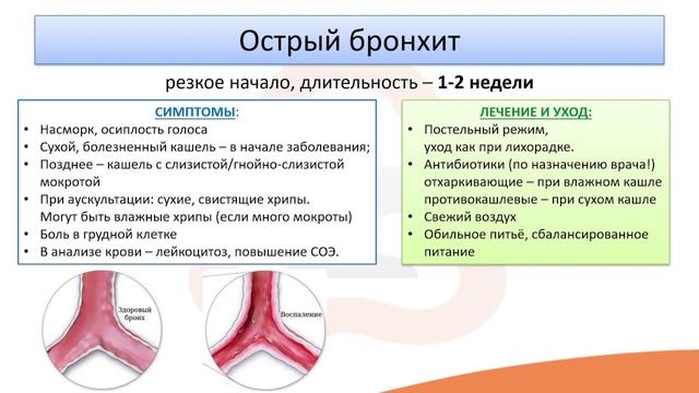 Лекция 4.2 Бронхит