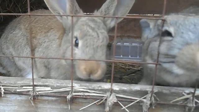 Кролики едят свежую травку.