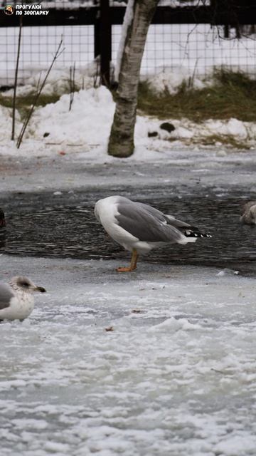 Серебристая чайка на зимнем пруду. Ленинградский зоопарк