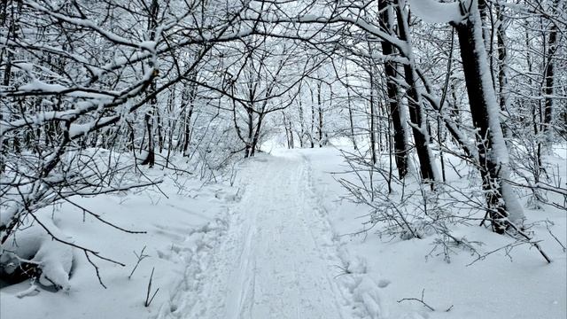 Кабы не было зимы... Саратовский лес.