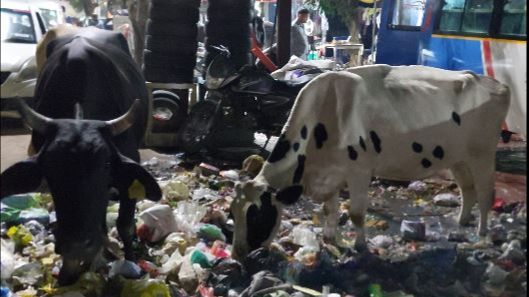 12.08.2025 Коровы в Индии