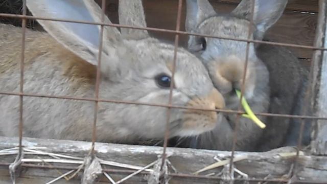 Премьера клипа для детей с кроликами