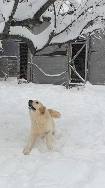 Арт в снегу 1