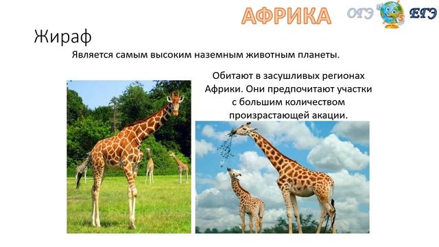 Эндемики Африки