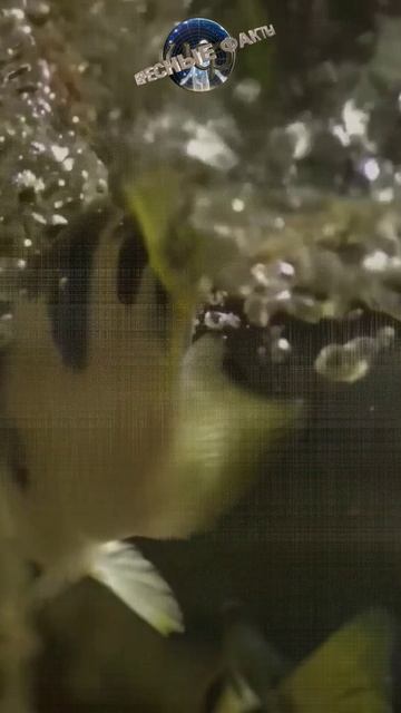 Рыбы-лучники или рыбы-брызгуны (Toxotes)