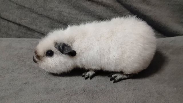 американский тедди белый калифорния с ч.п., возраст 1 месяц, питомник ZLATO VLASKA