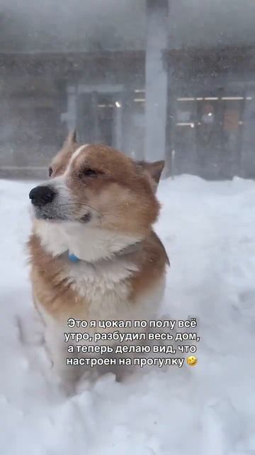 И гулять перехотелось