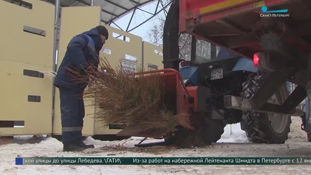 Проект «Ёлки, палки и щепа». Городская акция по сбору и переработке новогодних деревьев