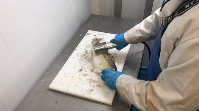 1drzOH9B3qc-STEEN ST521 - Pike-perch descaling machine