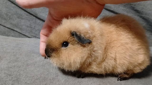 морская свинка породы рекс, кремовая с ч.п., возраст 2 месяца, питомник ZLATO VLASKA