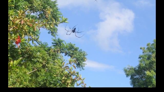Летающие паучки.