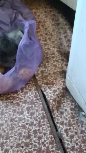 Мейкун и картошка.mp4