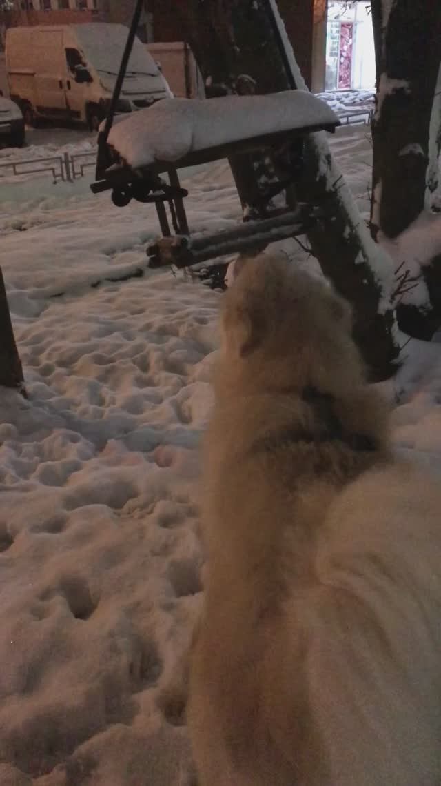 Пес Ричик и кормушка