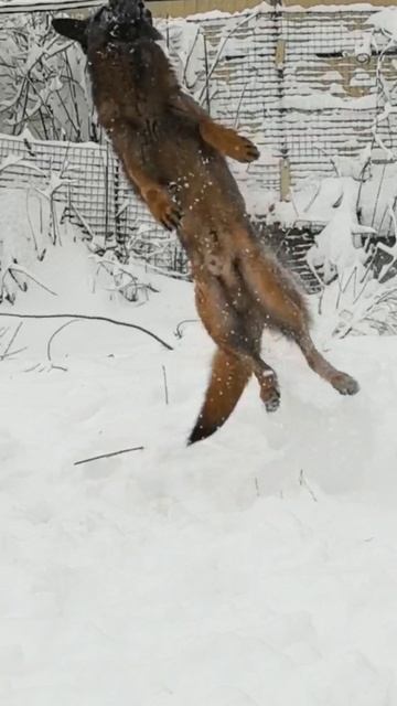 Цзянь в снегу