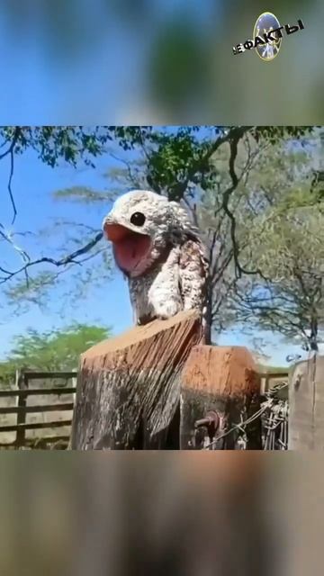 Птица призрак - Козодой - Урутау