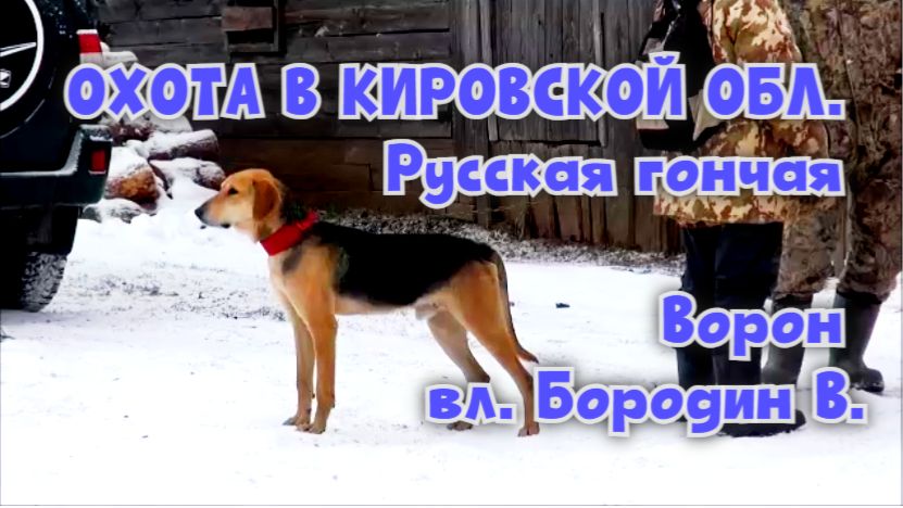 ОХОТА В КИРОВСКОЙ ОБЛ. Русская гончая Ворон вл. Бородин В.#охотасгончей#собака #жив #топ #hunting