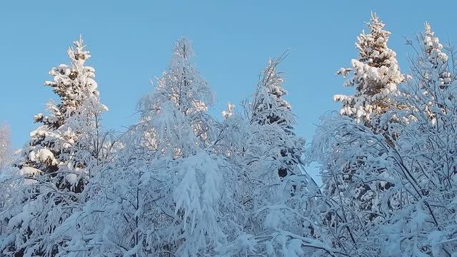 Зимний лес Архангельская область