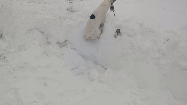 Барбоскин крысолов