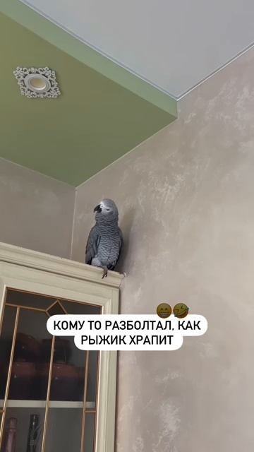 African Grey Parrot Talks Like a Person at Home [get.gt]