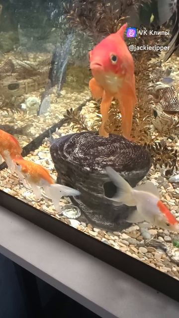 Золотые рыбки
#рыба #золотыерыбки