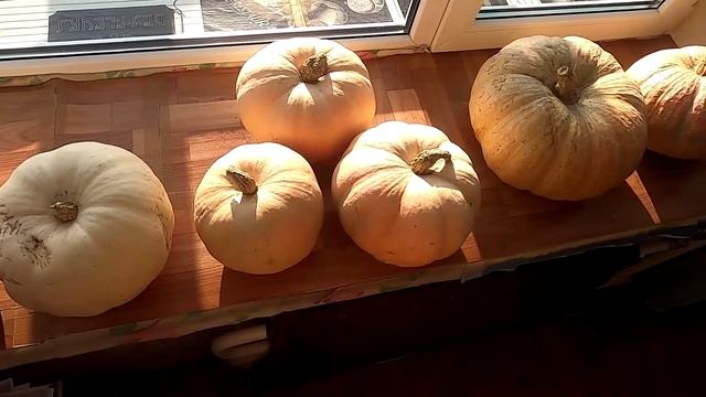 Тыквы к середине января