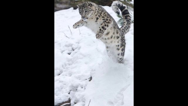 Снежный барс.