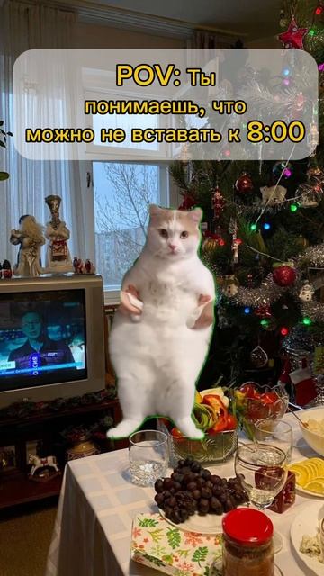 Котики как студенты на новогодних каникулах😹