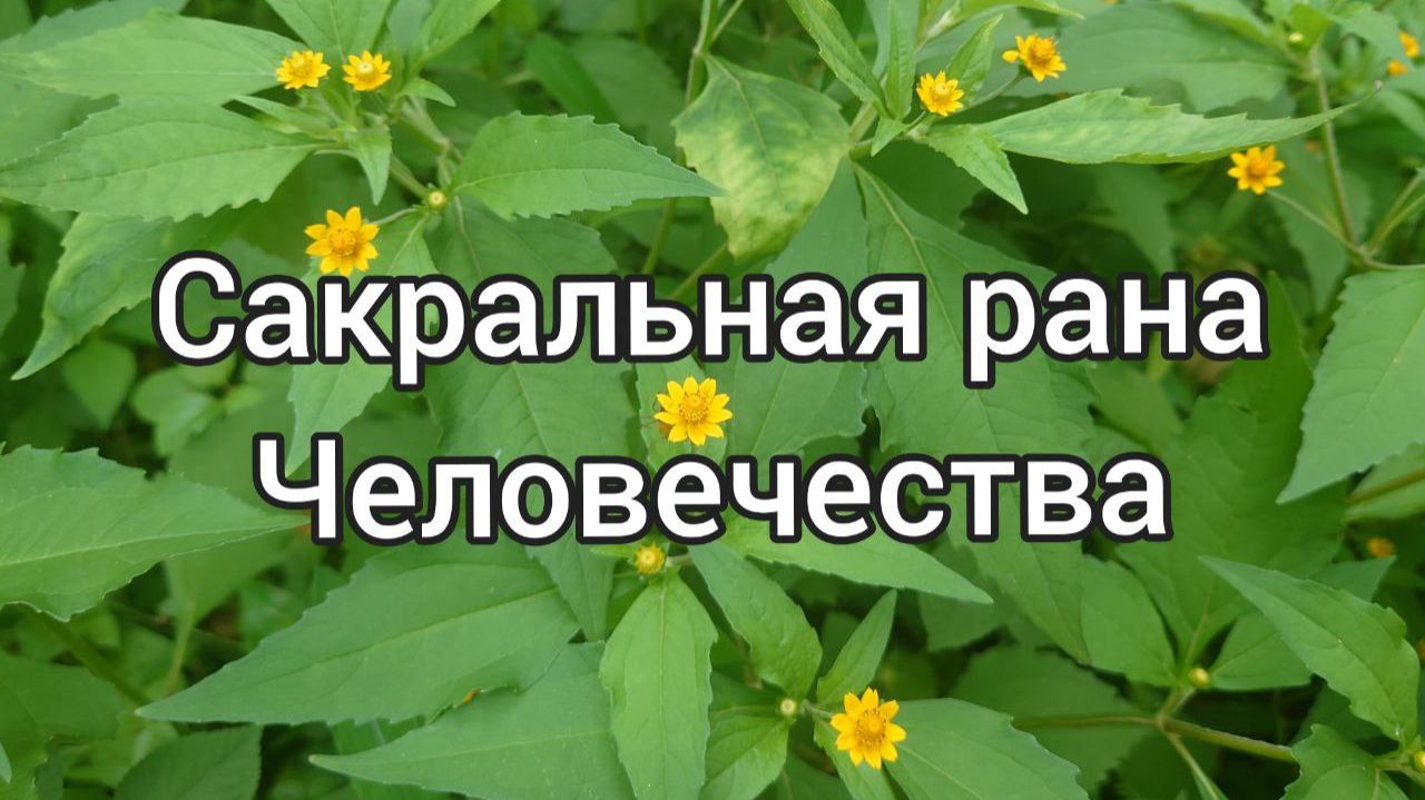 Сакральная рана Человечества .