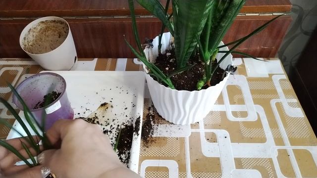 Сансевиерия, совместная посадка 💞