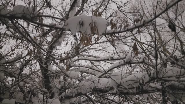 День продолжает год.
