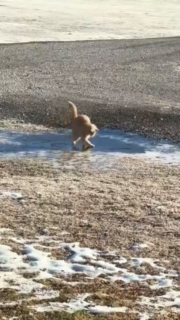 Рыбка машет мне хвостом, но проблема- она подо льдом.