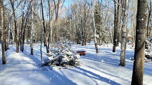 Снежные бабочки