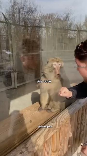 🤣 Невероятная подборка: самые смешные моменты с обезьянами!